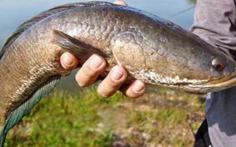 Manfaat Ikan Gabus untuk Kesehatan - Gizi dan Cara Mengolah yang Tepat