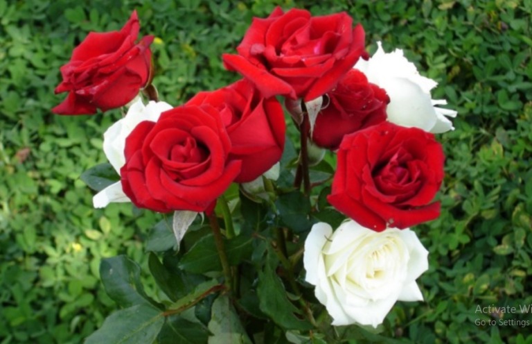 Cara Merawat Bunga Mawar - Tips Agar Mawar Tumbuh Subur - Hasiltani.id