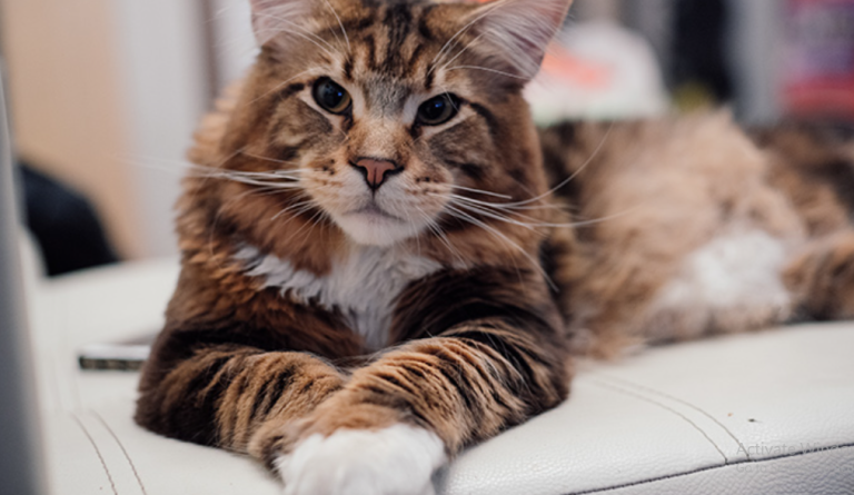 Cara Merawat Kucing Maine Coon - Panduan Lengkap untuk Perawatan yang Tepat