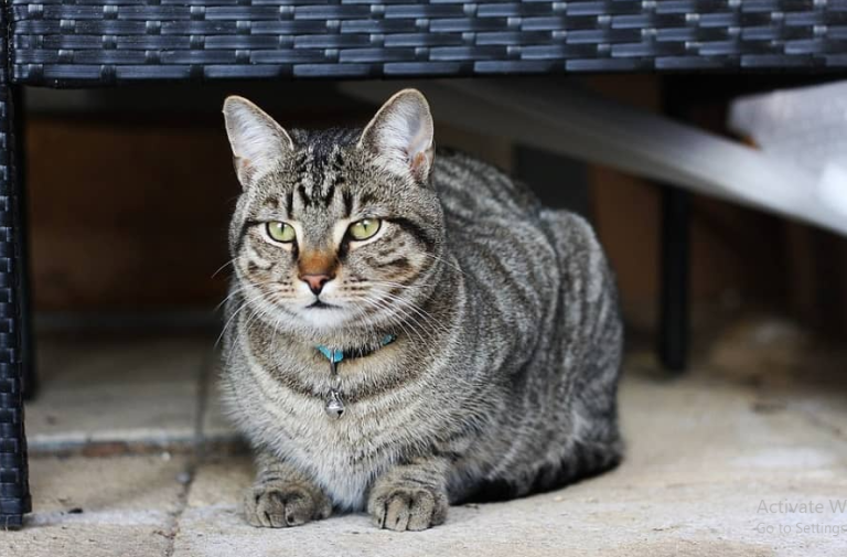 Menelisik Ciri Karakteristik Kucing Kampung - Kenali Keunikan dan Sifatnya