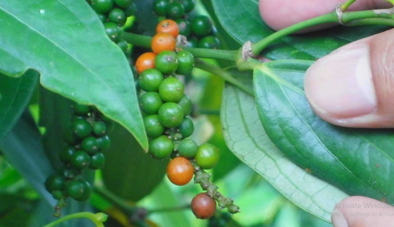 Panduan Lengkap Budidaya Lada - Tips Sukses dari Pemilihan Bibit hingga ...