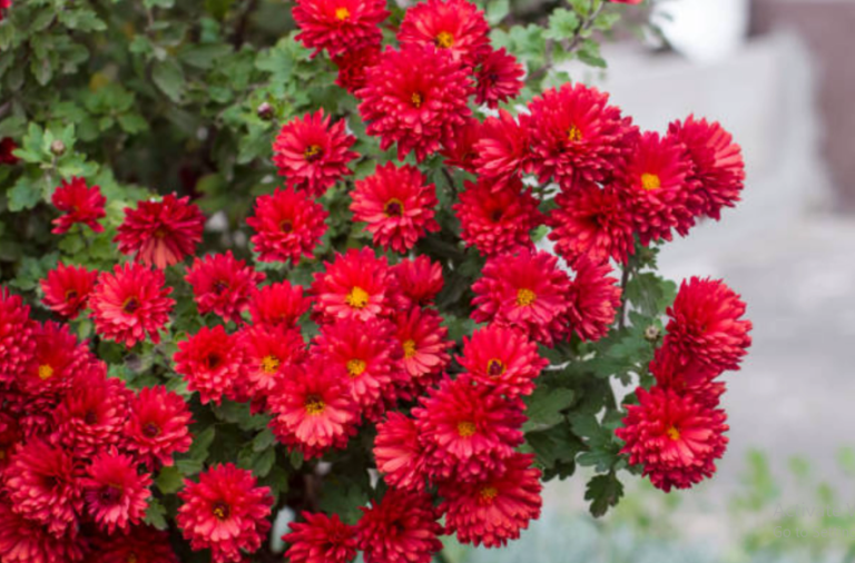 Cara Menanam Bunga Krisan - Panduan Lengkap untuk Hasil yang Sempurna