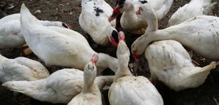 Mengenal Pakan Entok Agar Cepat Besar dan Berkualitas Tinggi - Hasiltani.id