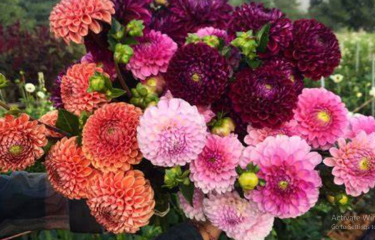 Cara Merawat Bunga Dahlia - Panduan Lengkap Agar Mekar Indah dan Subur