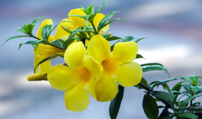 Cara Menanam Bunga Alamanda - Panduan Lengkap agar Tumbuh Subur