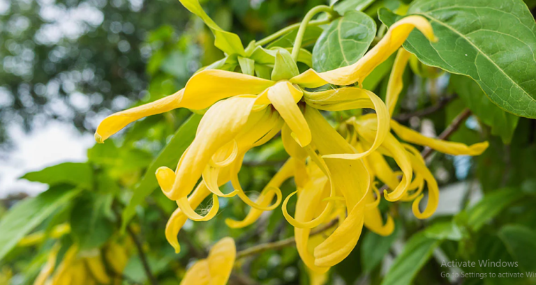 Mengenal Jenis-Jenis Bunga Kenanga - Ciri, Perbedaan, dan Manfaatnya