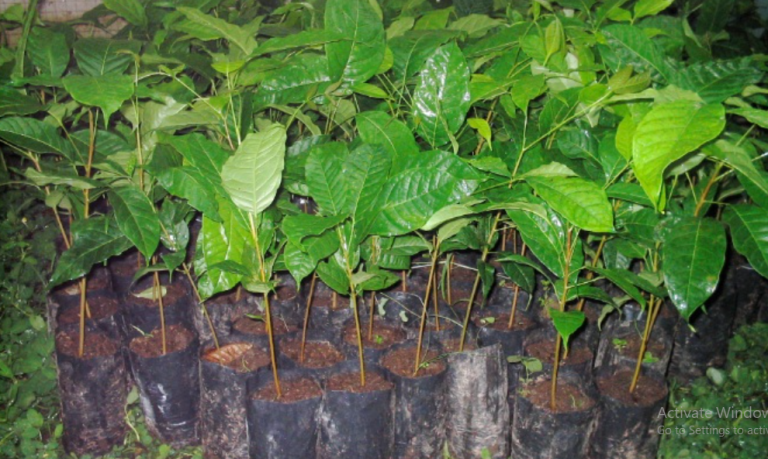 Panduan Lengkap Budidaya Pohon Mahoni - Dari Pembibitan hingga Panen